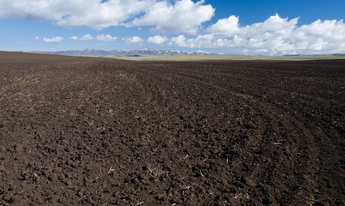 Expectations for the 2020 Hemp Growing Season Shift on Tough Market ...